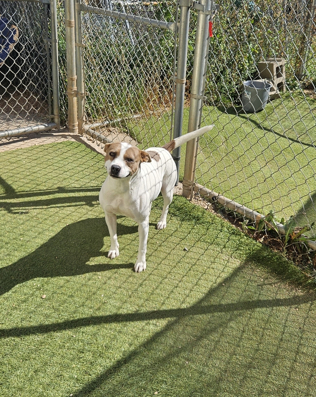 Official Website of the City of Sturgis, SD - Available Pets (DOGS)