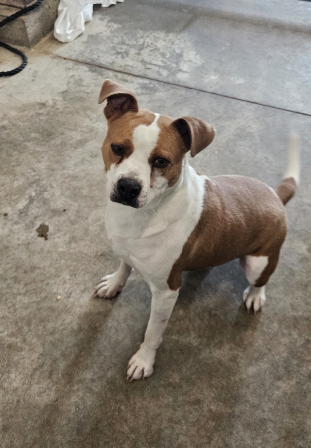 Official Website of the City of Sturgis, SD - Available Pets (DOGS)