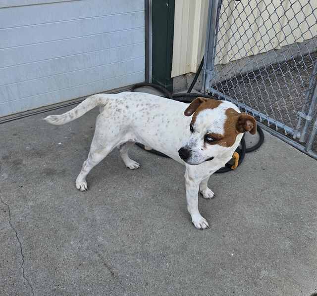 Official Website of the City of Sturgis, SD - Available Pets (DOGS)