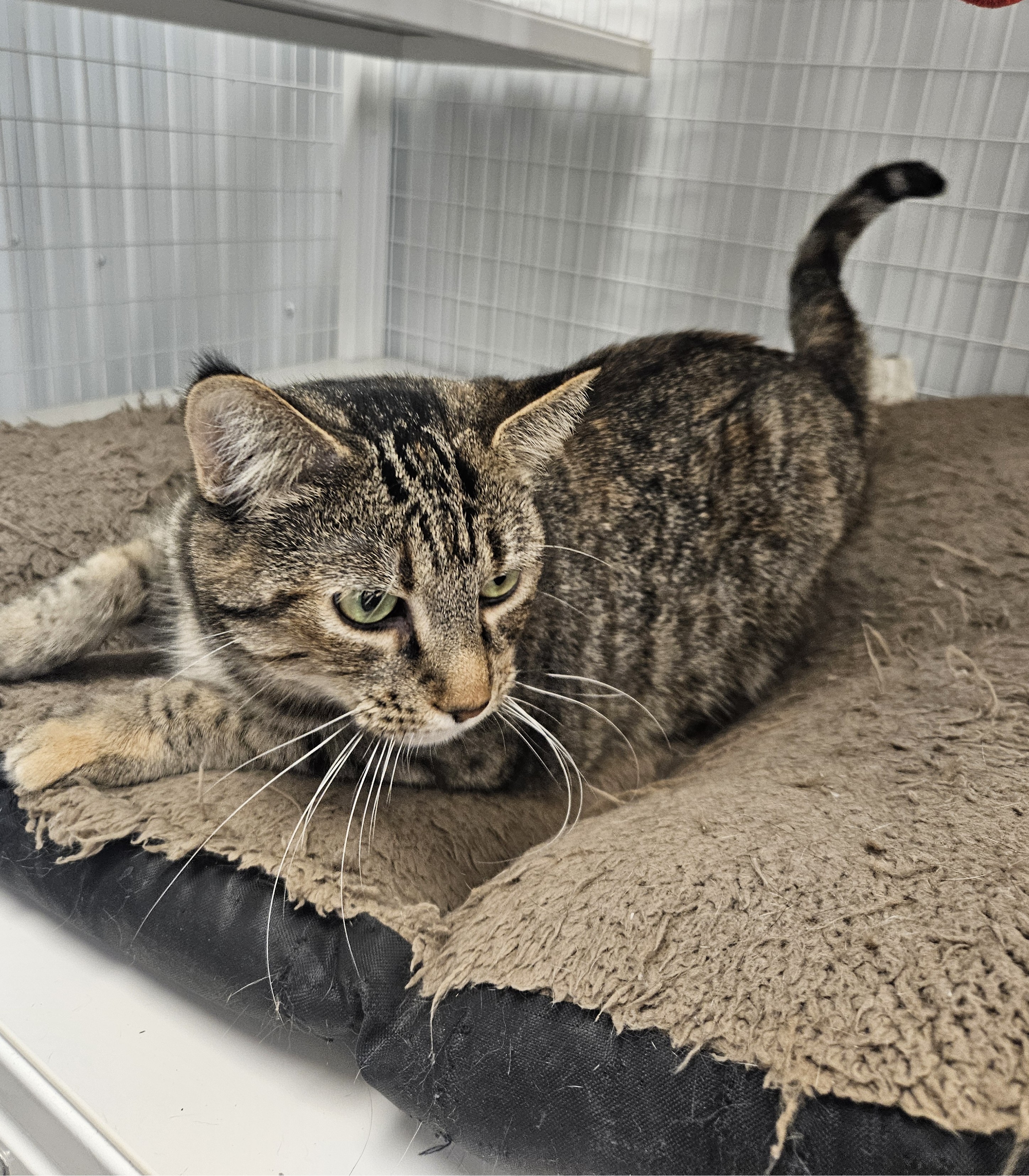 Official Website of the City of Sturgis, SD - Available Pets (CATS)