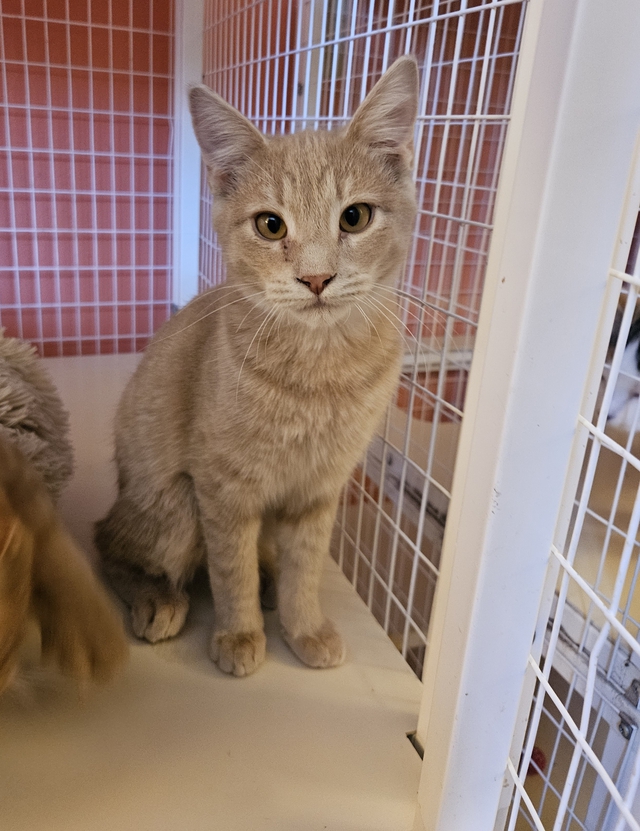 Official Website of the City of Sturgis, SD - Available Pets (CATS)