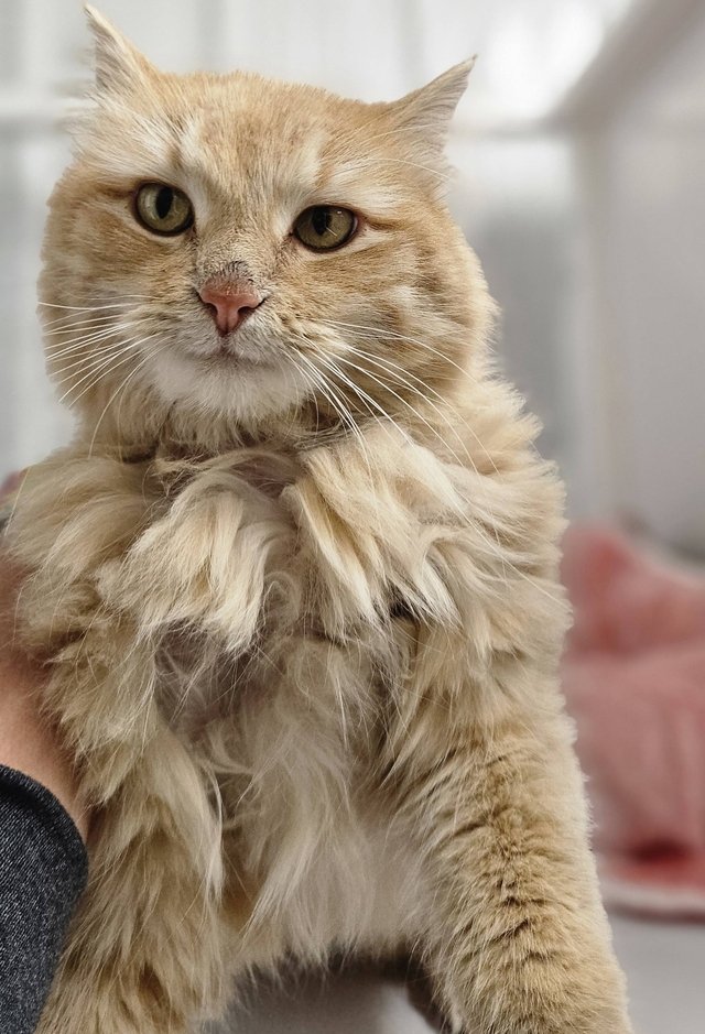 Official Website of the City of Sturgis, SD - Available Pets (CATS)